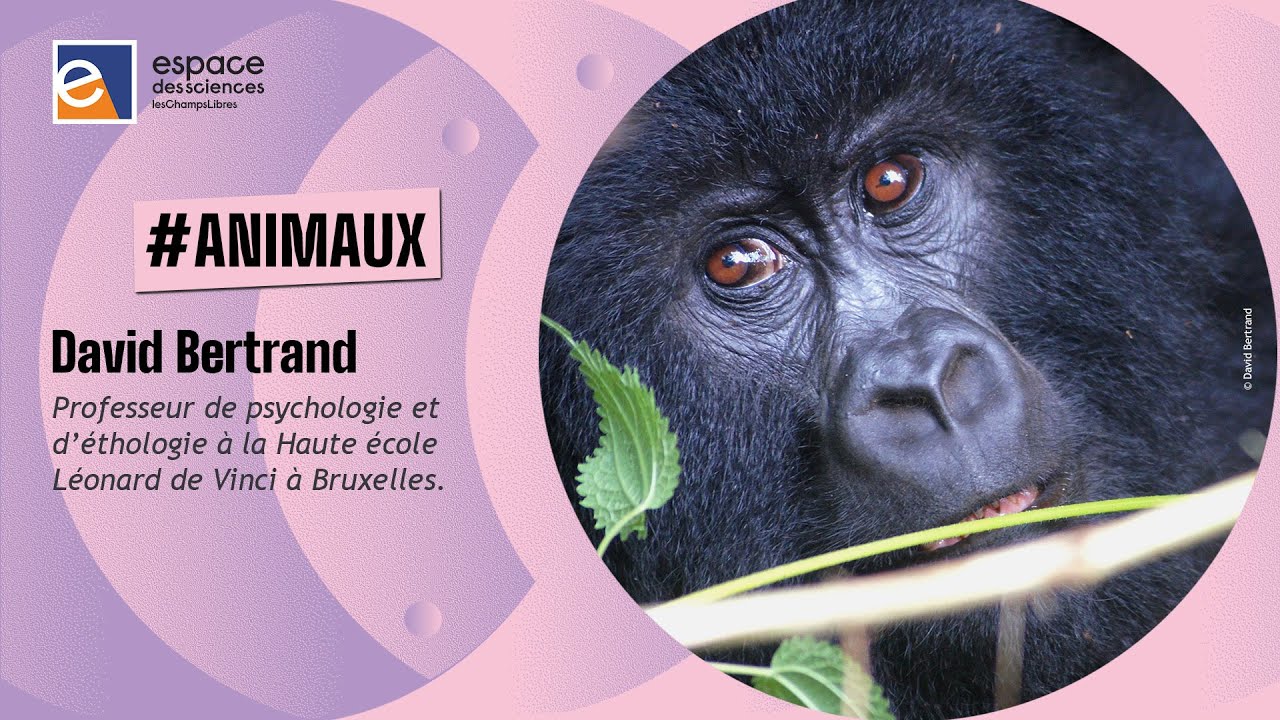 🦍 [David Bertrand] Un autre regard sur les animaux - YouTube