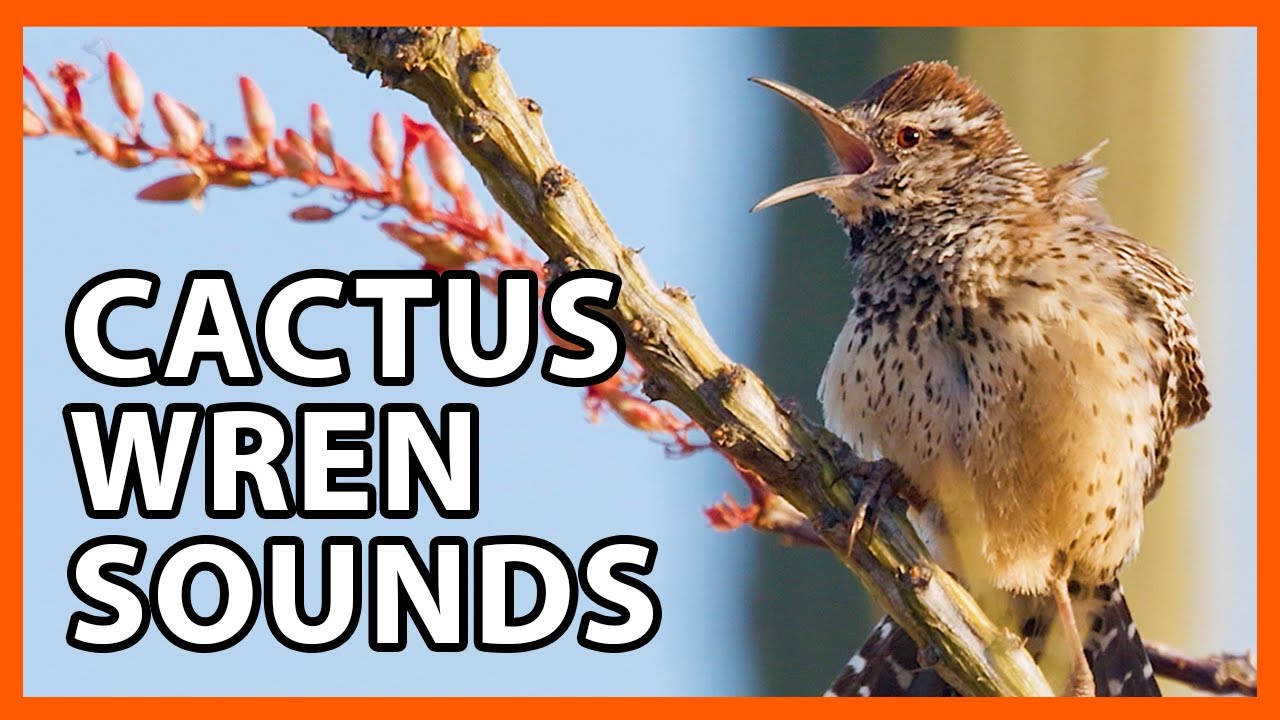 Cactus Wren Songs and Sounds - YouTube