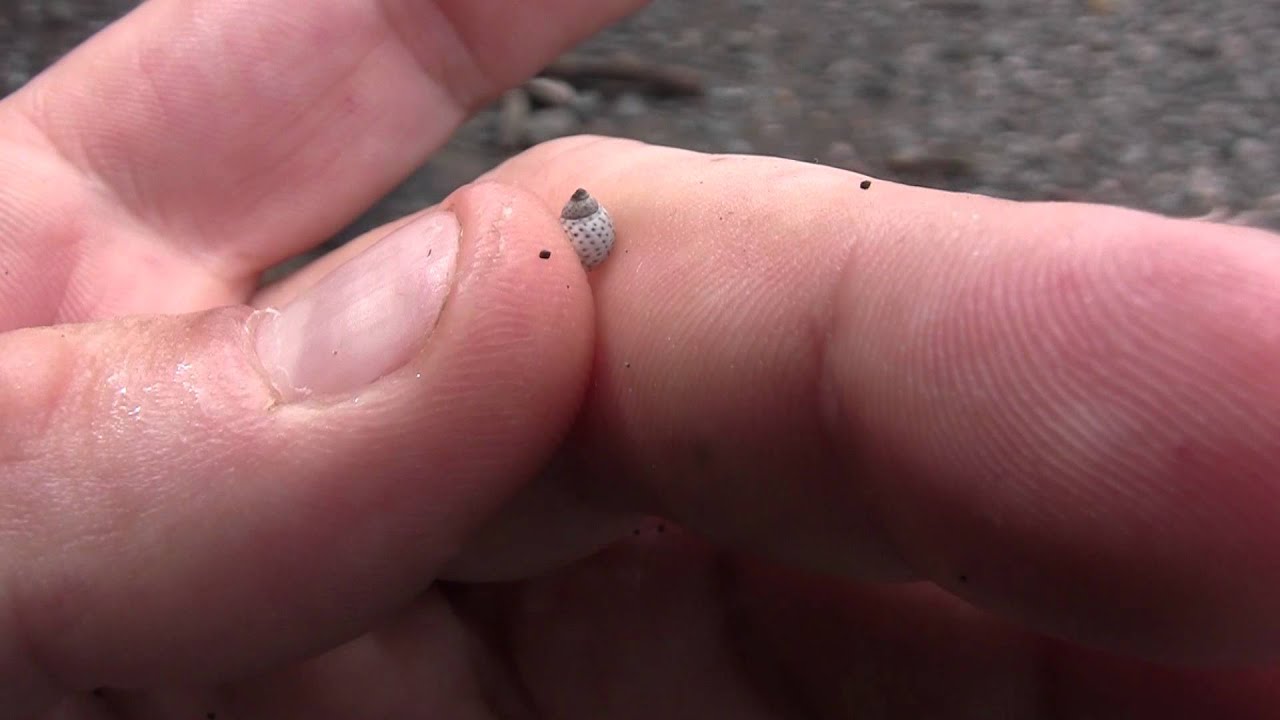 Smallest Crab