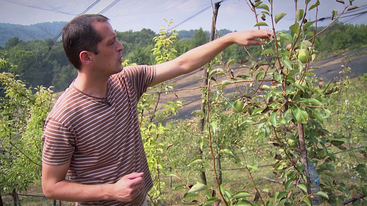 LJETNA REZIDBA - YouTube