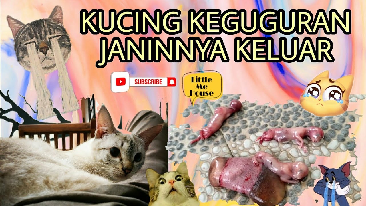 KUCING KEGUGURAN SAAT HAMIL MUDA - YouTube