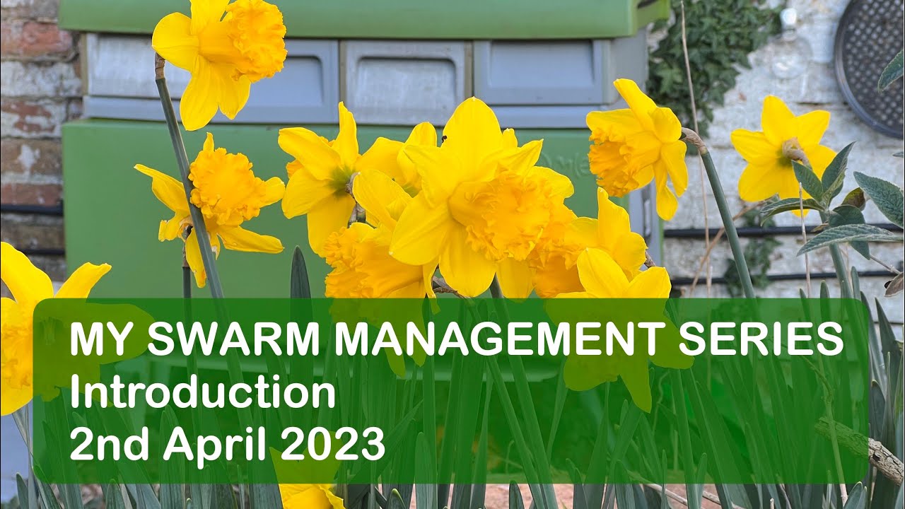 My swarm management series - 2nd April 2023- Introduction - YouTube