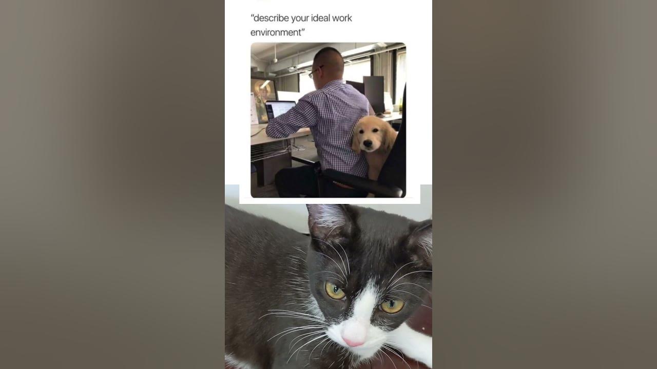 It’s called Paired Programming! #wholesomememes - YouTube