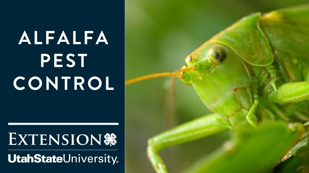 Alfalfa Pest Control - YouTube