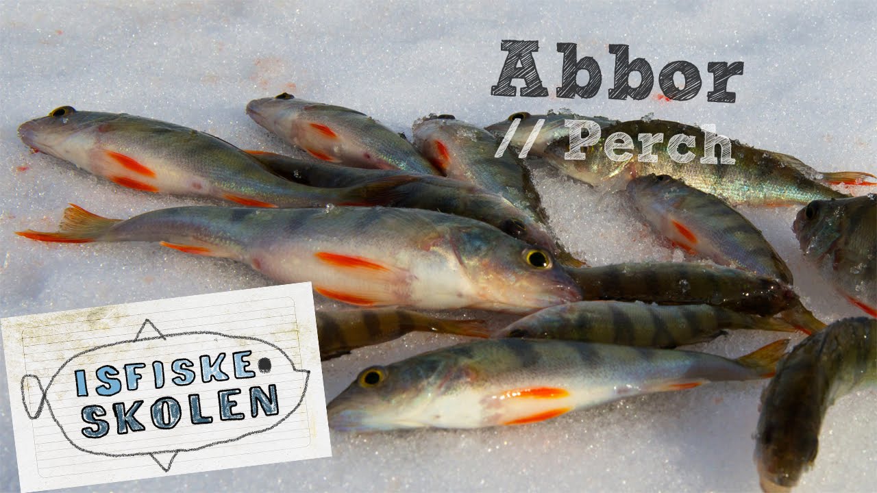 Fiske abbor på isen 1 // How to icefish perch 1 - Isfiskeskolen Ep3 ...