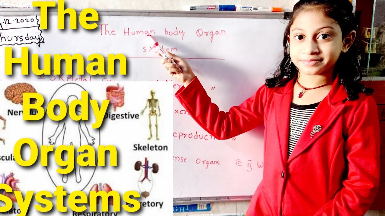 HUMAN BODY | ORGAN SYSTEMS | SCIENCE | CLASS 3 | JIYA - YouTube