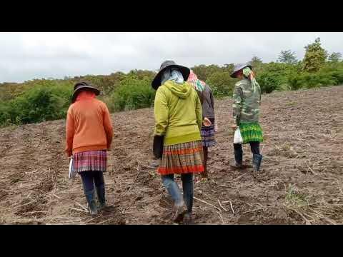 hnub no mug nrog dab laug vam tsus cog pob kwg thiab cog qog og nkawm mug kho mob lawm nawb ...