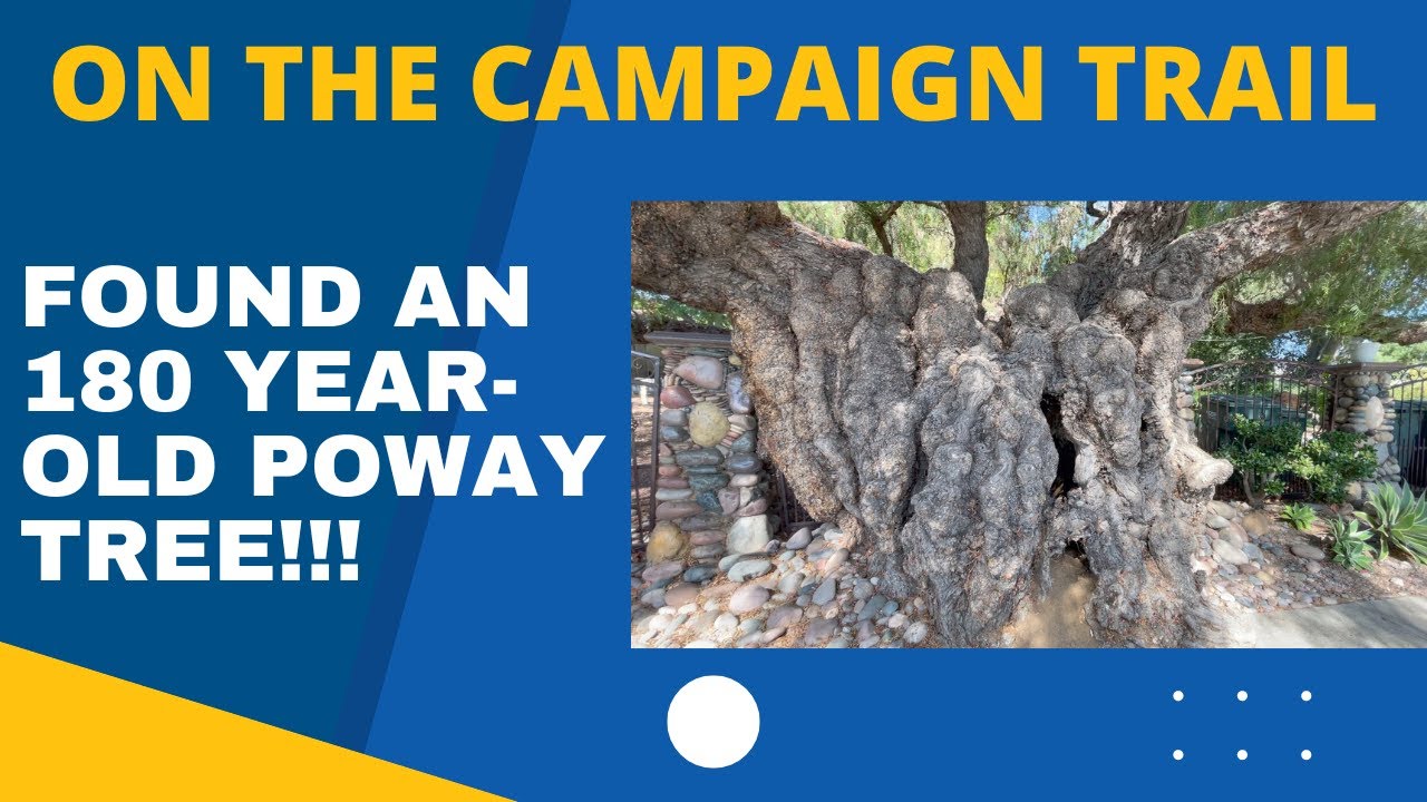 Found an 180 Year-Old Pepper Tree in Poway!! - YouTube