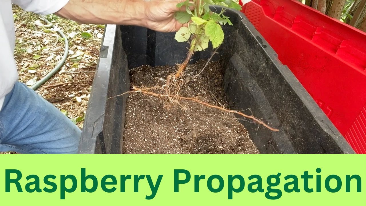 Propagating Raspberry - YouTube