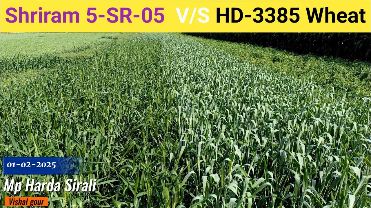 hd3385 wheat verayti | shree ram super 5-sr-05 wheat | sr505 wheat | HD ...