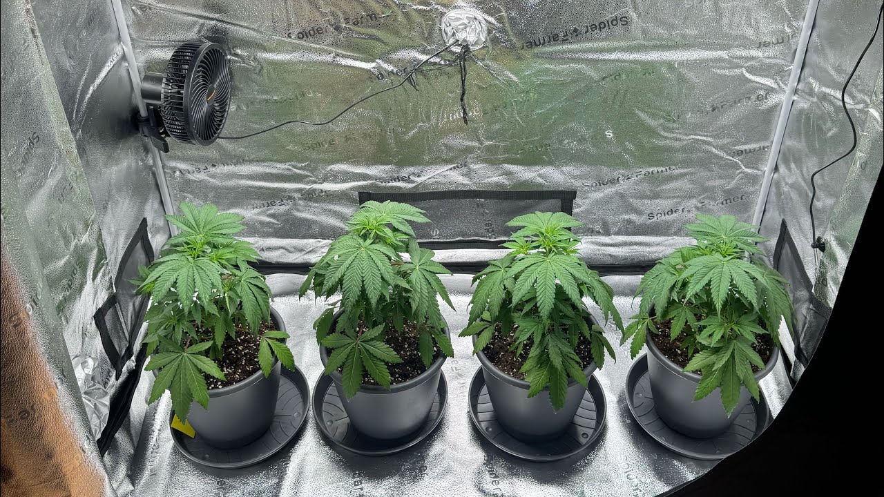 Frozen Cherry Runtz | Seed to Harvest | Tag 1 - 30 - YouTube