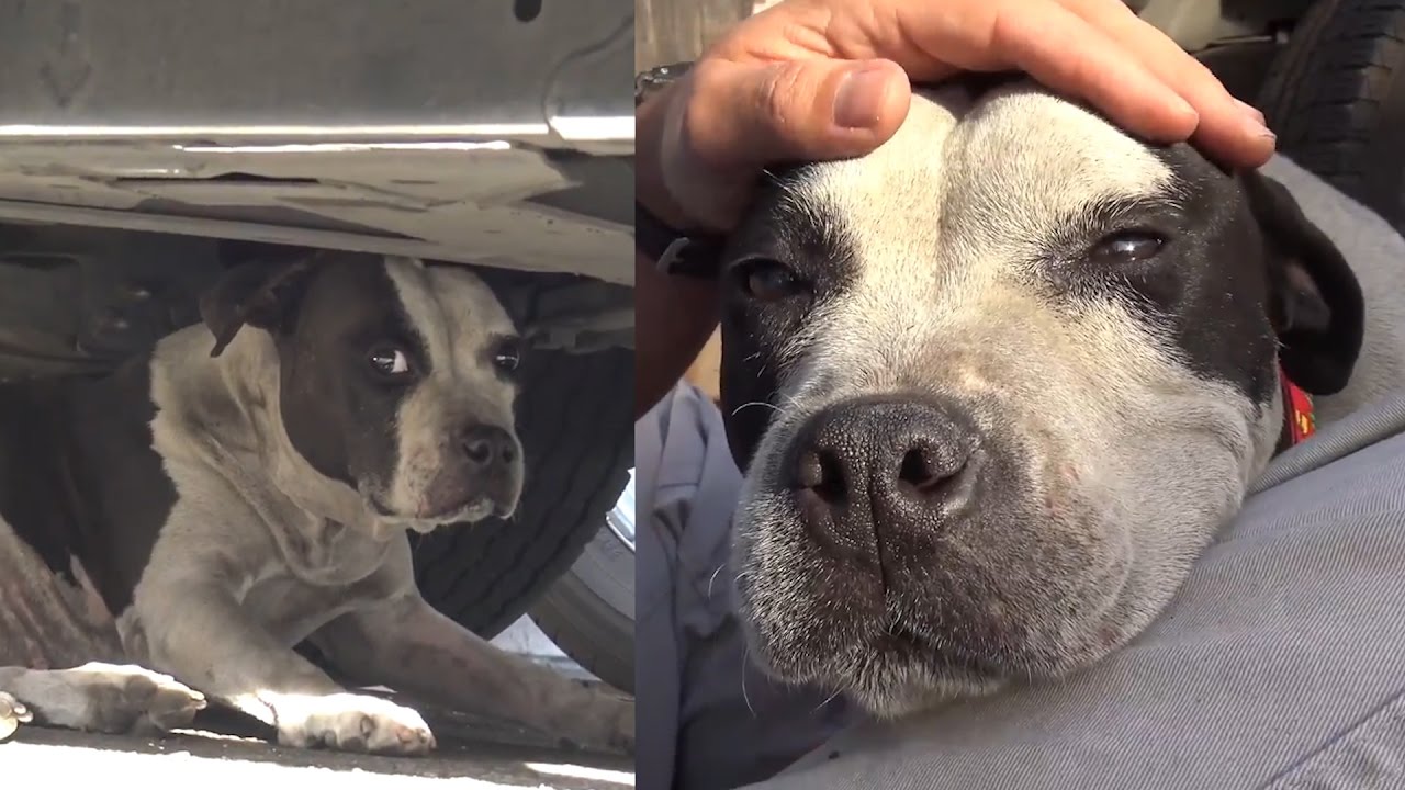 Stray Pitbull KISSES Rescuer | What's Trending Now! - YouTube
