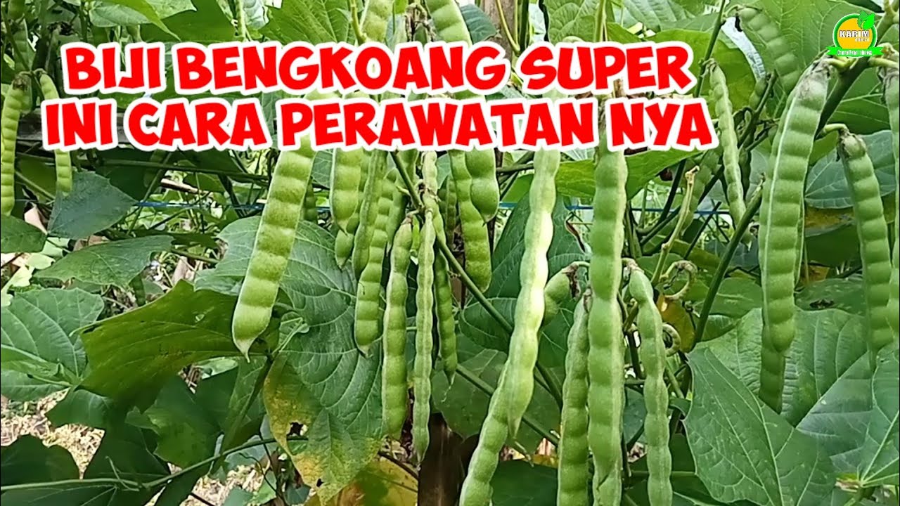 Tanaman Bengkoang Mulai Menghasilkan biji #budidayabengkoang - YouTube