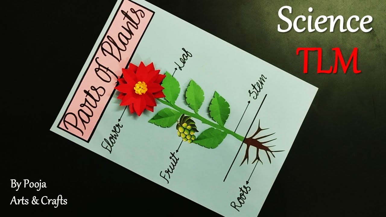 Parts of Plants TLM: Innovative Science Model & EVS Project Ideas ...