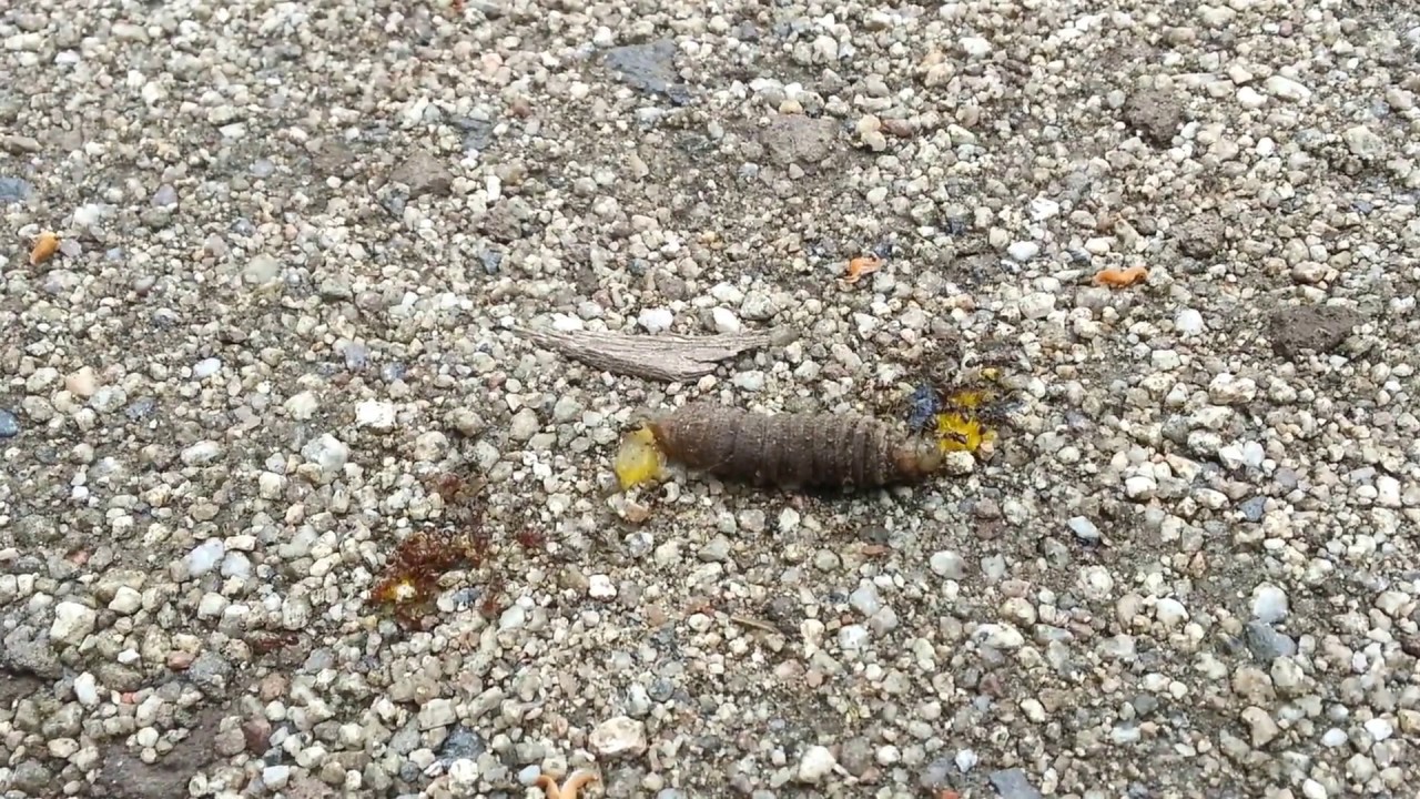 Ameisen fressen tote Raupe - YouTube