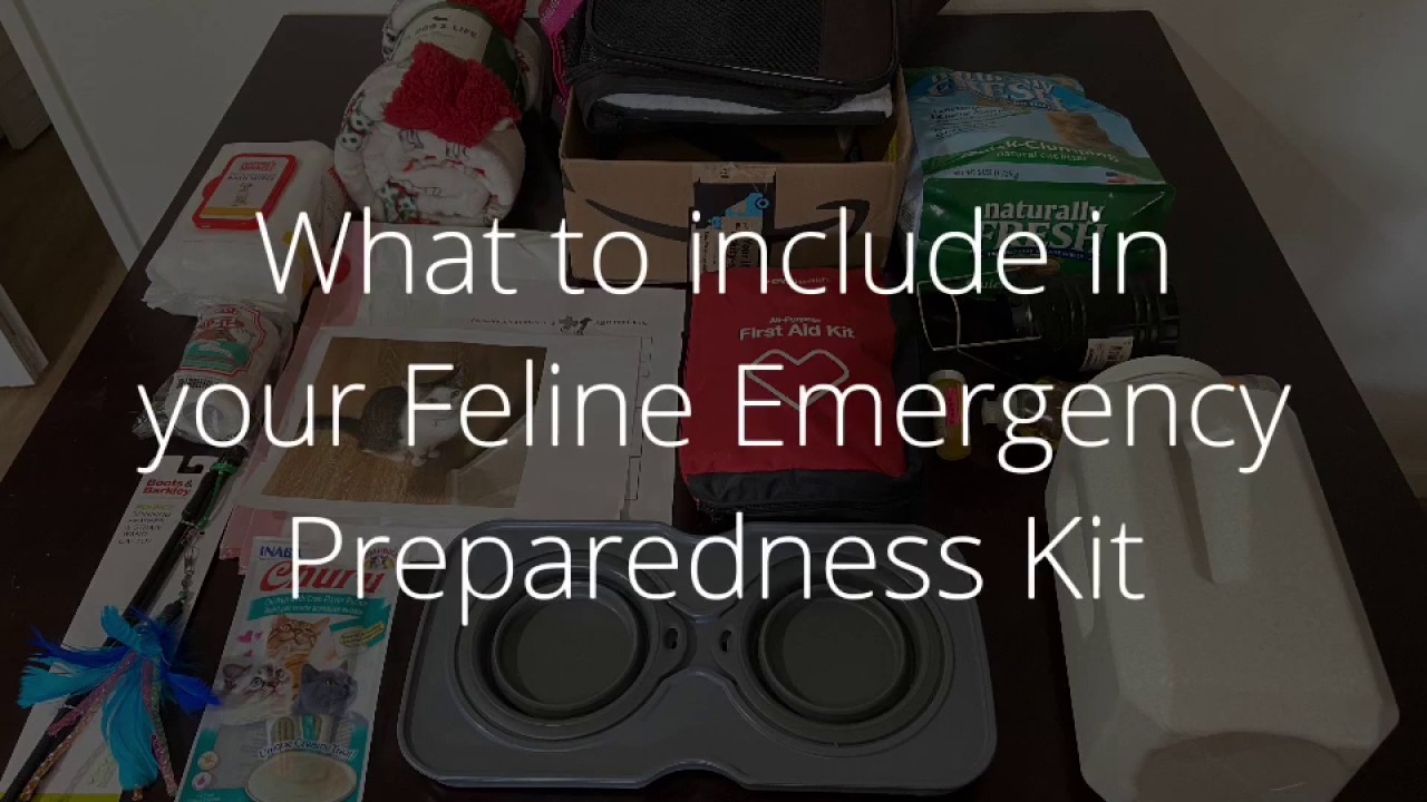 What to include in your Feline Emergency Preparedness Kit - YouTube
