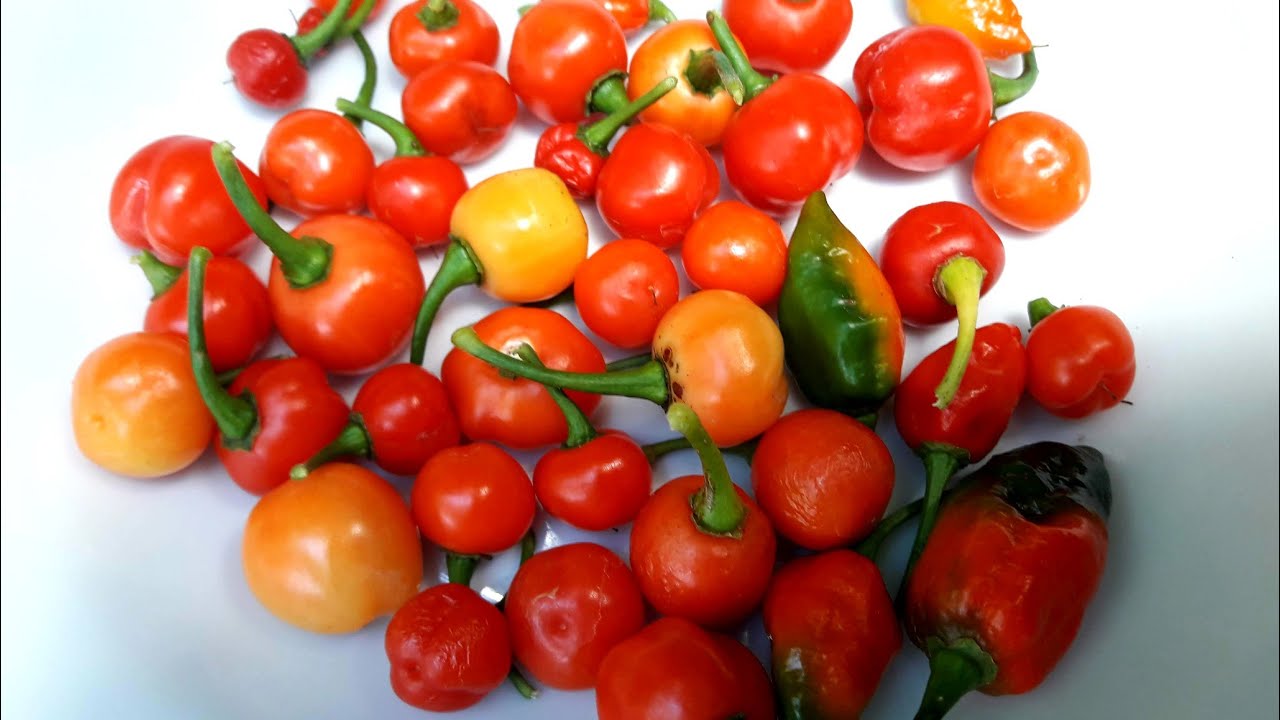 COLHEITA DE PIMENTA BODE VERMELHA E PIMENTA BHUT JOLOKIA | PIMENTAS ...
