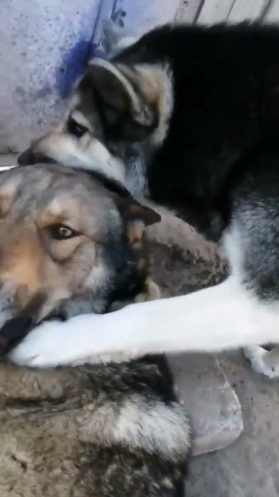 спасите / help #волк #волки #волкособ #хаски #собака #собаки #dog #doglover #dogs #wolf #wolfs# ...