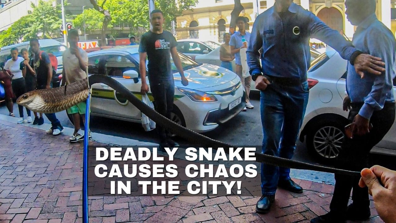 DEADLY snake causes chaos in the city! - YouTube