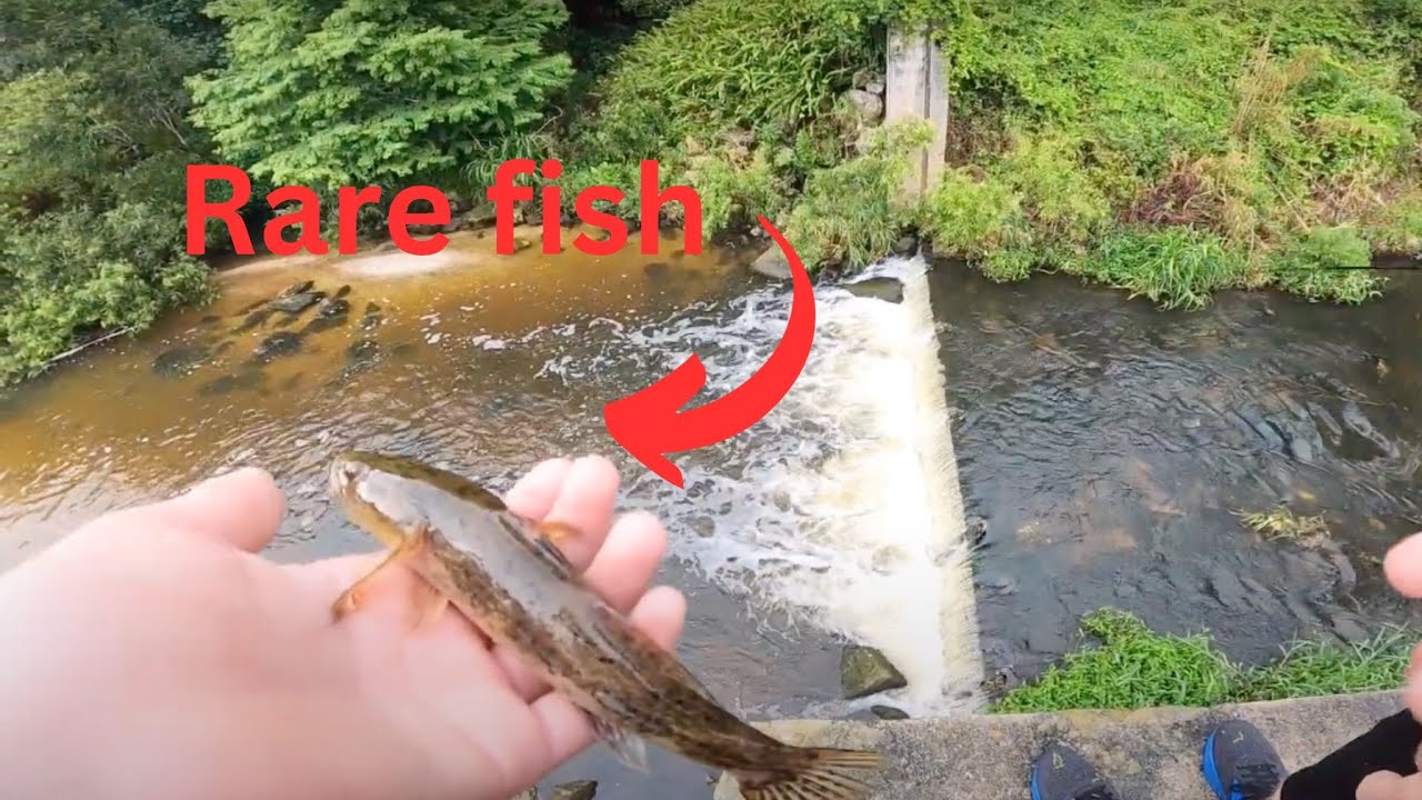 I CAUGHT A ULTRA RARE fish! - YouTube