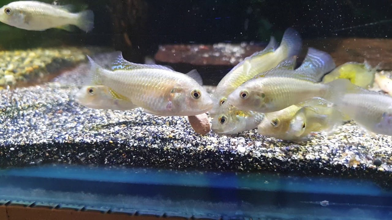 Egyptian Mouthbrooder Colony Feeding - YouTube