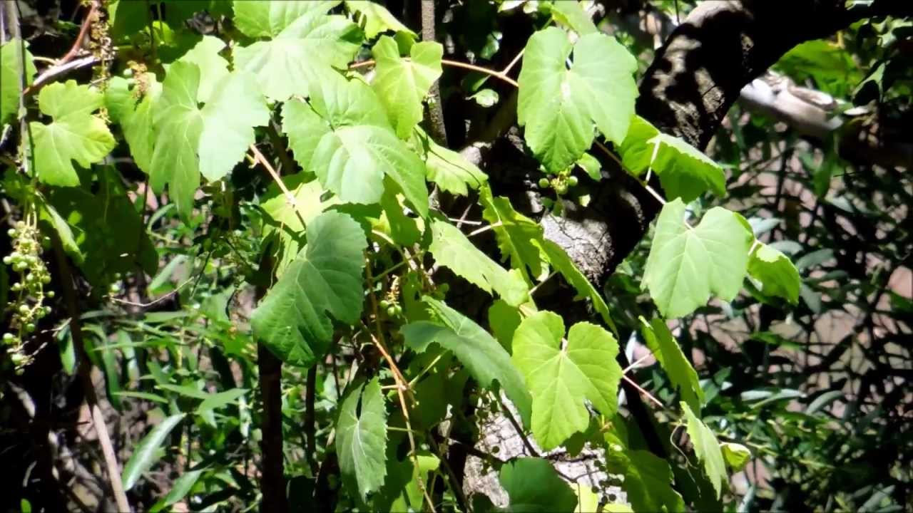 California Wild Grapes Growing