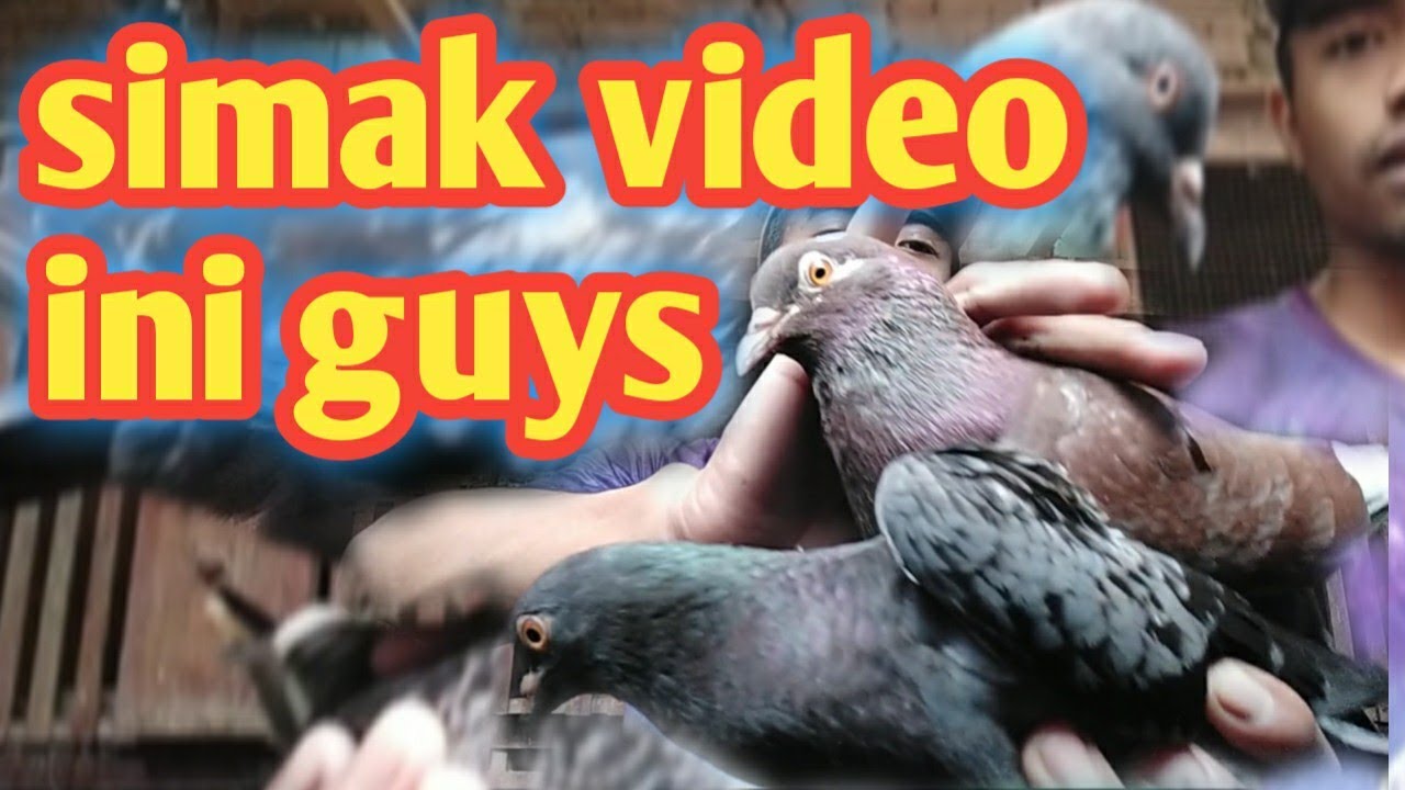 CIRI-CIRI MERPATI TINGGI MOTES AMOH || ciri ciri merpati methilan atas ...