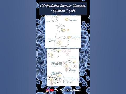 Cell-Mediated Immune Response (Cytotoxic T Cells) (Pre-U Biology) # ...