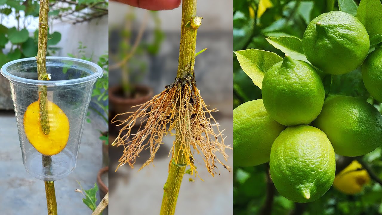 How to Air Layering in Lemon Tree /Easy method to grow Lemon tree from ...