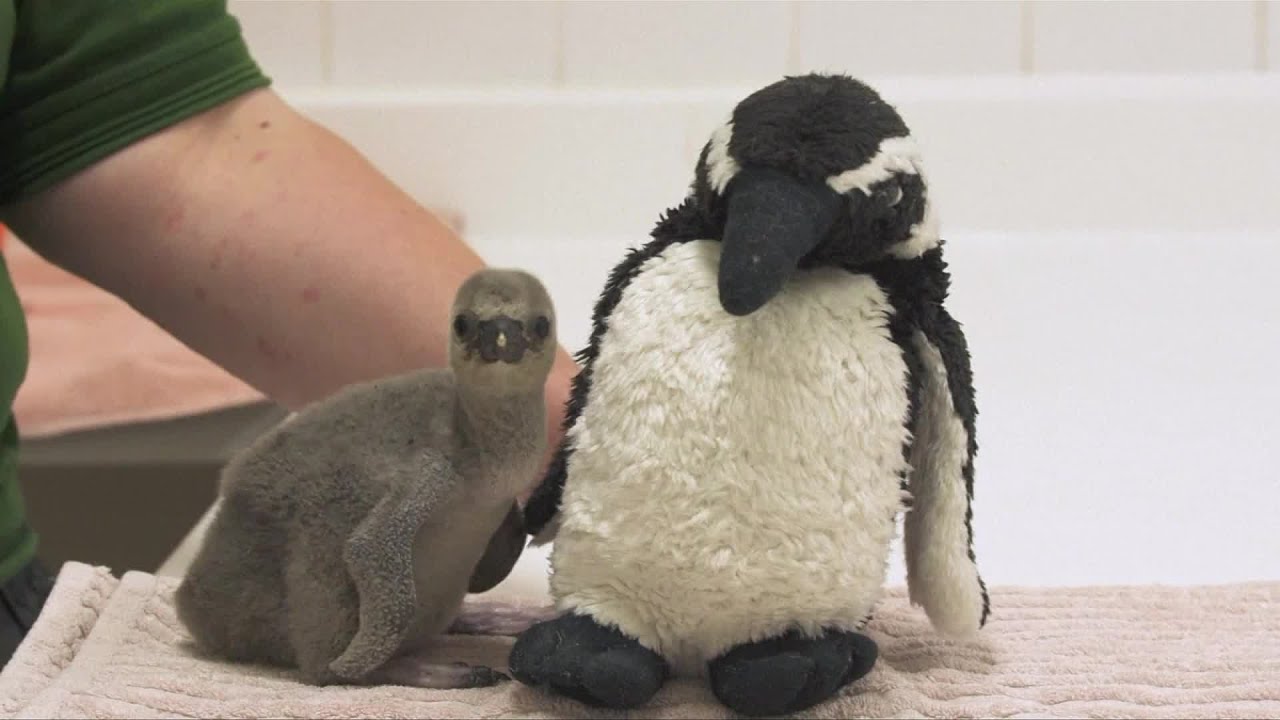 Baby Penguin Survives after Penguin Parents Cracked her Egg - YouTube