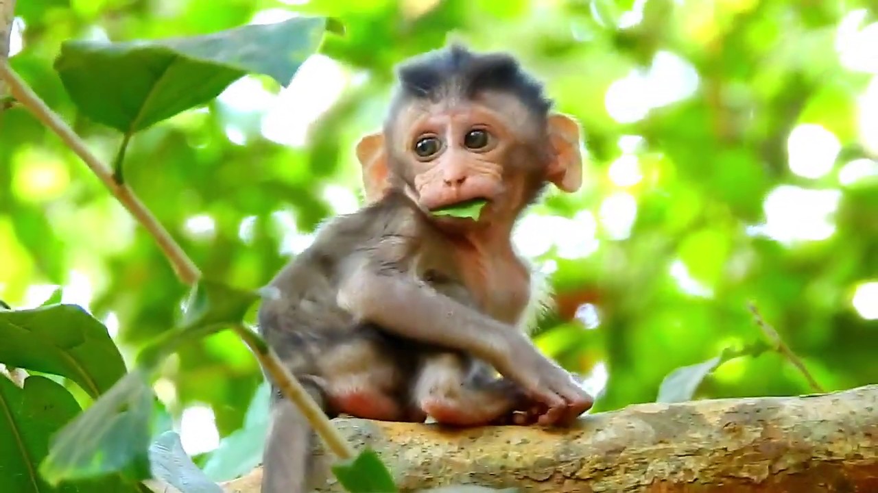 Alba Has Skinny But She So..so Cute And Lovely Baby Monkey | Alba Stay ...