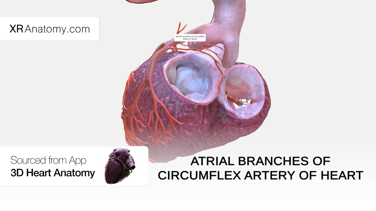 Atrial branches of circumflex artery of heart - YouTube