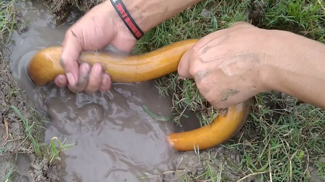 Best Eel Fishing। Can You Believe This Fishing ? Boy Catching Eel ...