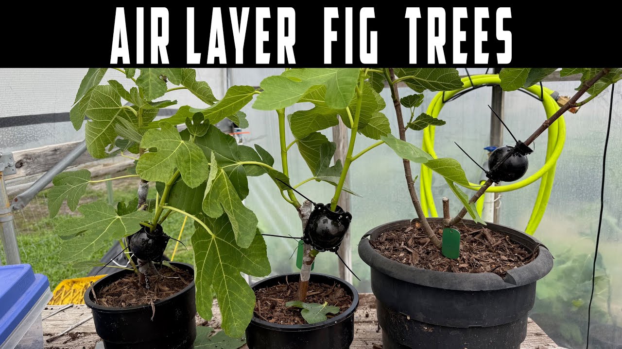 Air Layer Fig Trees - YouTube