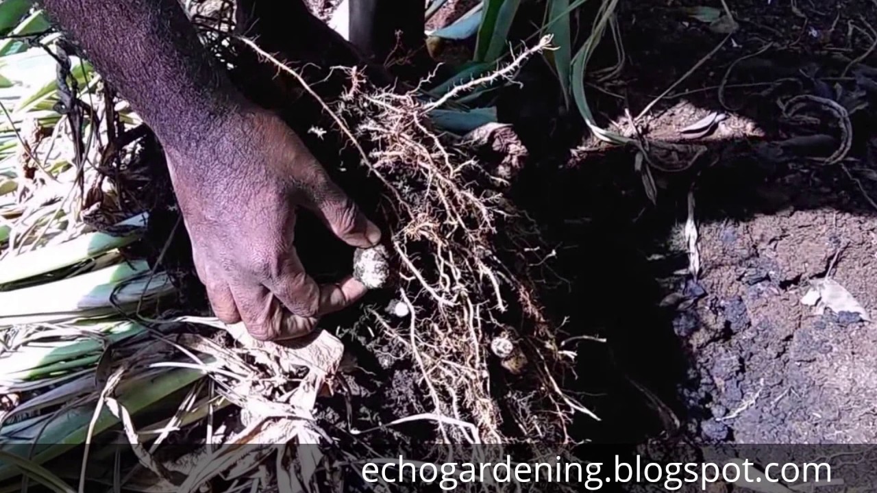 Harvesting Topi Tambo/Calathea allouia/අටිචෝක් අල - YouTube