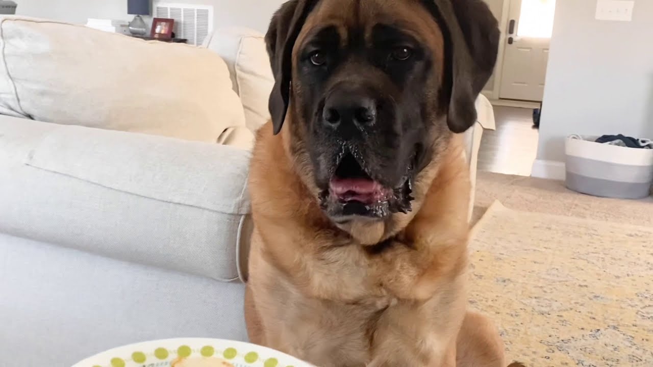 What Is A Fluffy English Mastiff