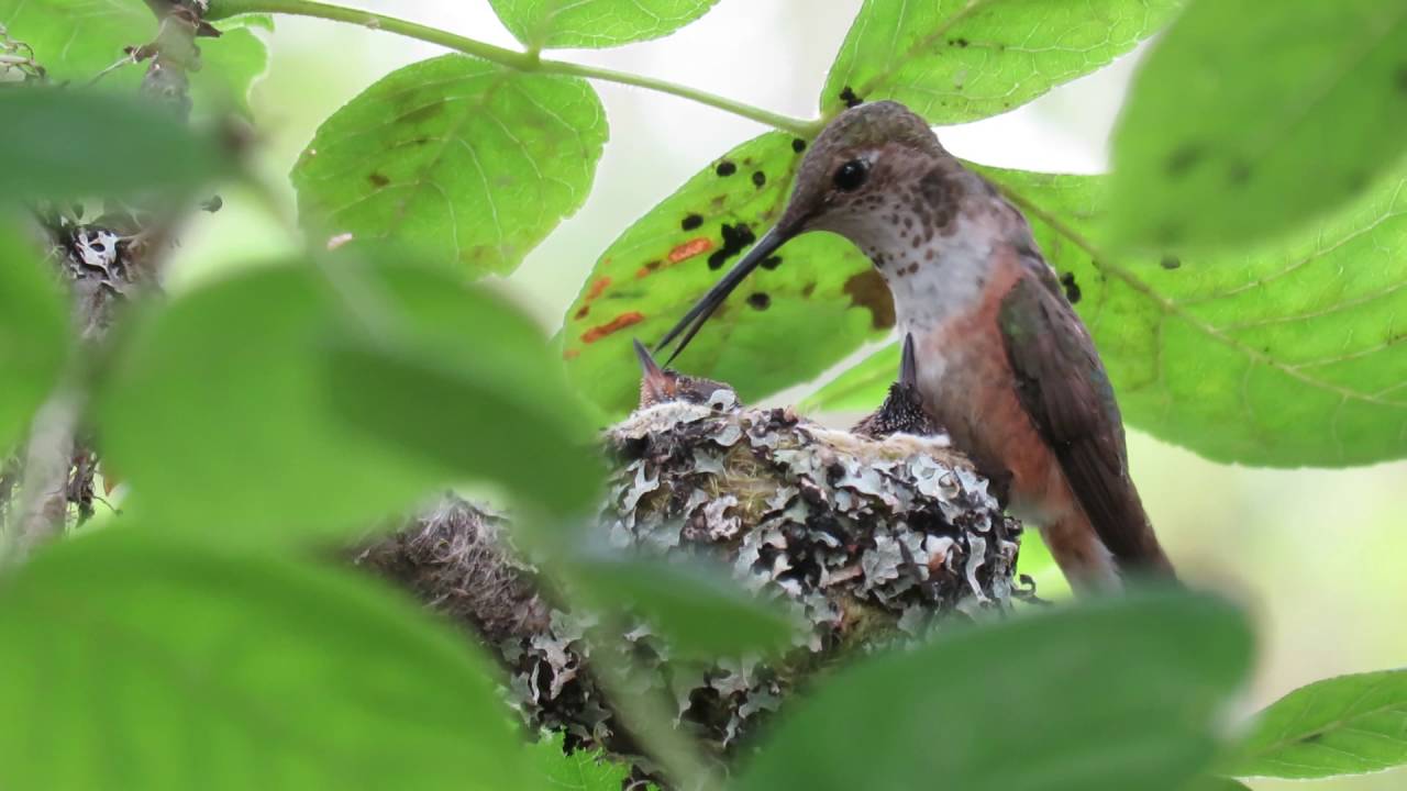 Rufous hummingbird feeding babies - YouTube