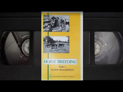 Horse Breeding Part 2 Mating Management