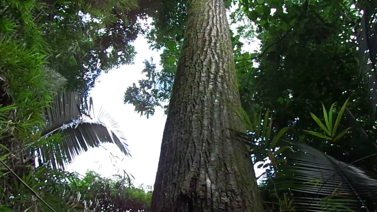 Árvore nativa de Cedro-rosa - YouTube