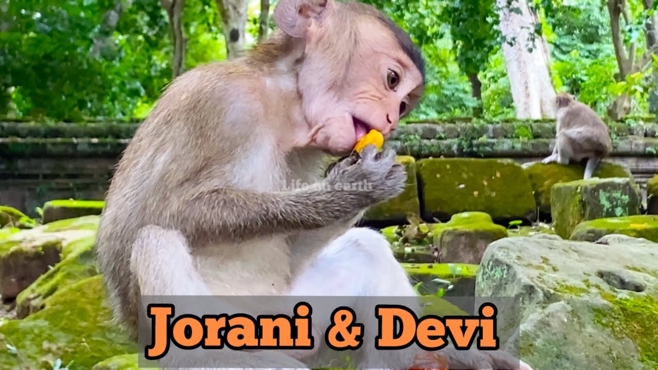 Devi and Jorani forages in a beautiful and peaceful place/ troop ...