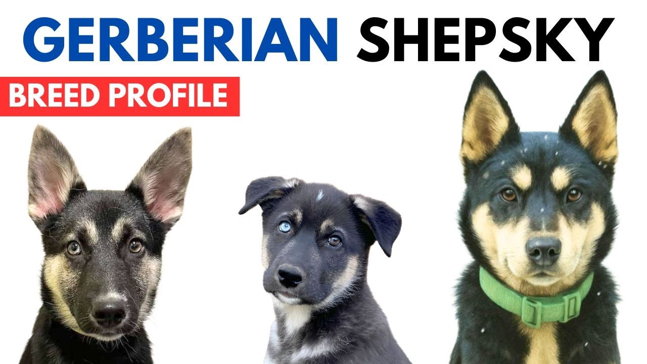 Gerberian Shepsky Breed Profile History - Price - Traits - Gerberian ...