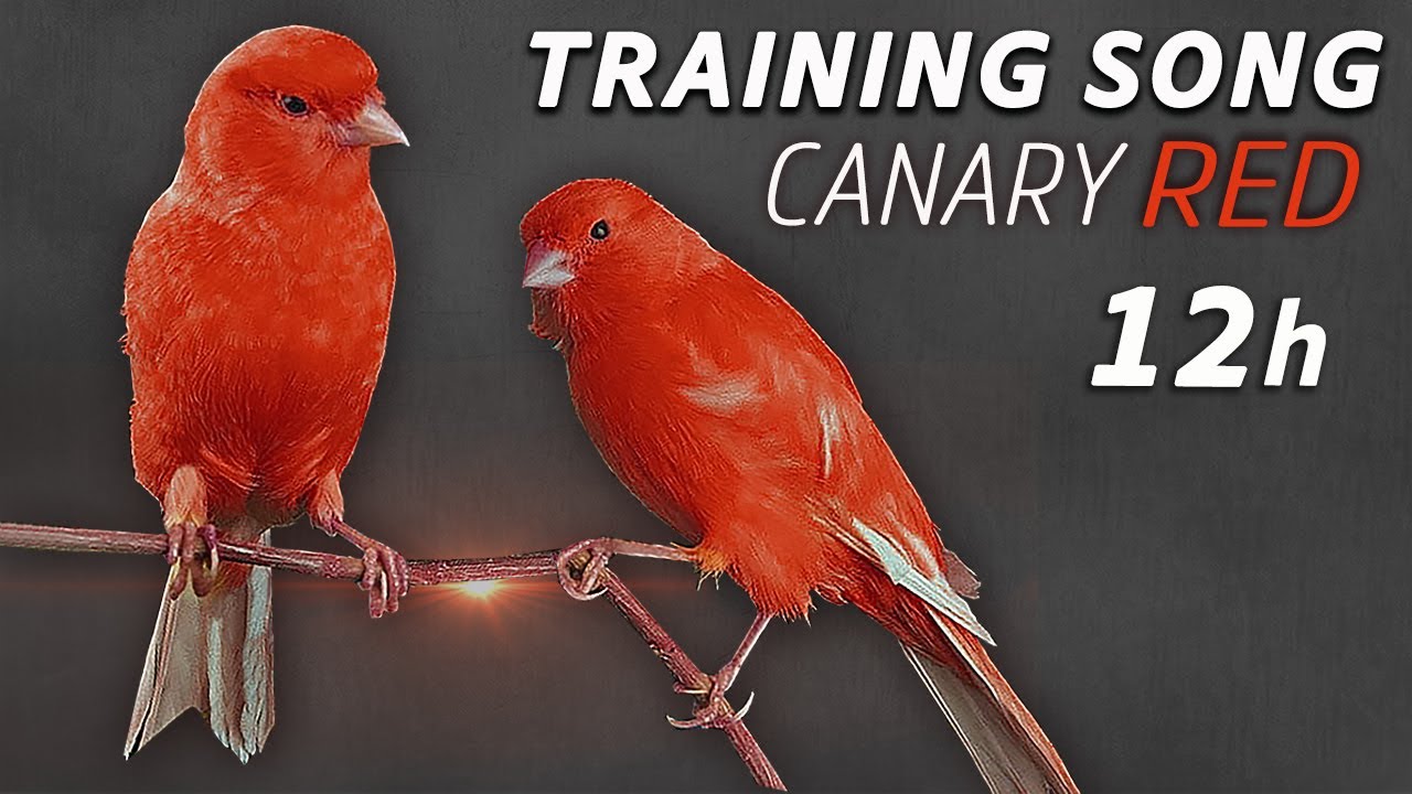 Canary RED The Best Training Song 12h - YouTube
