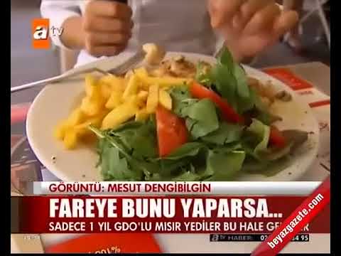GDO'lu Mısır yedirileren Fareler SONUÇ TÜYLER ÜRPERTİCİ