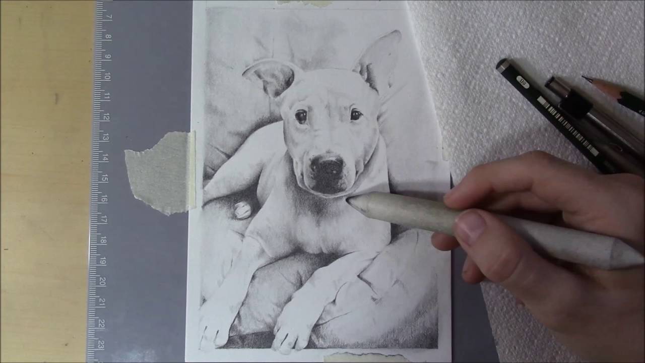 Dog pet portrait [time lapse] - YouTube