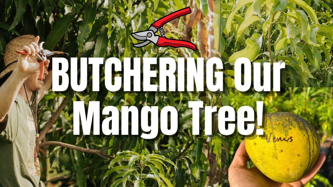 How To Prune Your Mango Trees + Q&A | Summer 2025 - YouTube