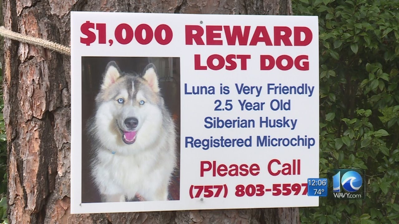 UPDATE: Missing Virginia Beach dog found dead - YouTube
