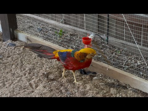My Red Golden Pheasant is 90% Done with his Molting - YouTube