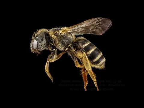 ÇİNDEN GELEN DEV ARILAR AMERİKADA İŞTE O ARILAR HAKKINDA BİLGİ