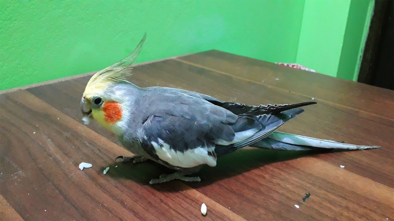 Cockatiels Love Eating Rice But Not Everyday ! - YouTube