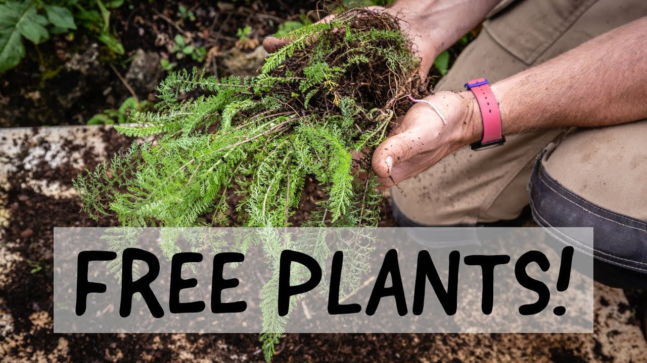 How To Divide A Plant YouTube how-to-divide-a-plant-youtube